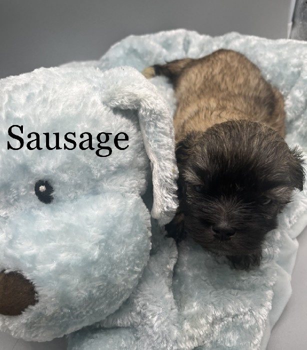 Available Puppies :: Iowa Designer Dogs